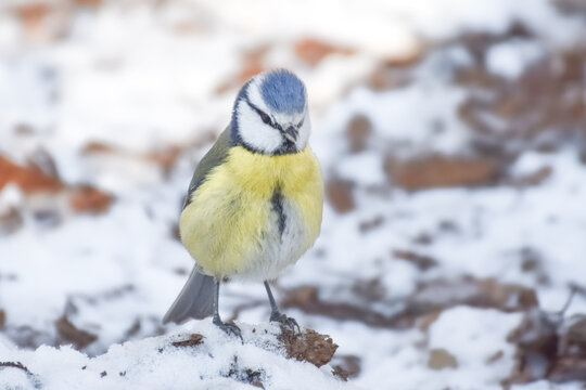 Titbird Images – Browse 35 Stock Photos, Vectors, and Video | Adobe Stock