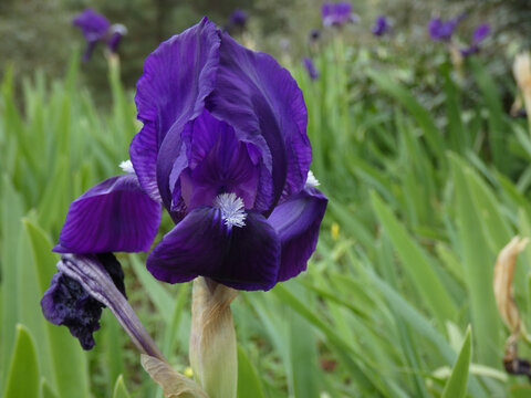 「Giaggiolo」の画像 - 131 件の Stock 写真、ベクターおよびビデオ | Adobe Stock