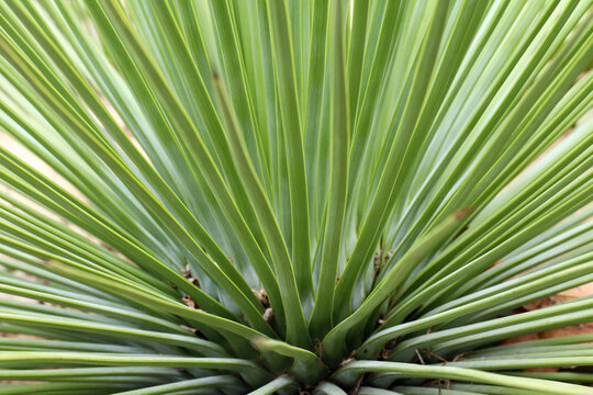 Narrow Leaves