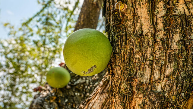 Tecomate bilder – Bläddra bland 28 stockfoton, vektorer och videor ...