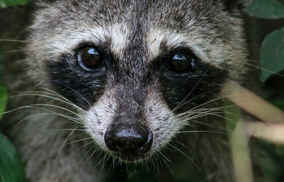 Mapache - Images et vidéos libres de droits | Adobe Stock