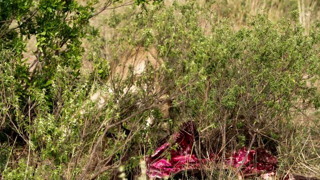 Tussling Images – Browse 10,863 Stock Photos, Vectors, and Video ...