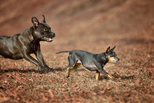 Ratier Images – Browse 73 Stock Photos, Vectors, and Video | Adobe Stock