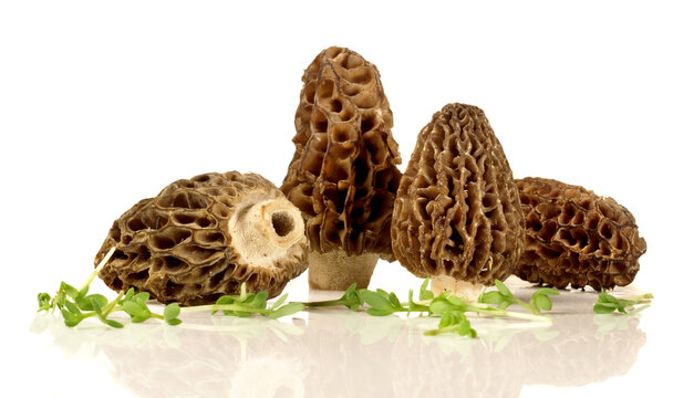 Eringy Images – Browse 8 Stock Photos, Vectors, and Video | Adobe Stock