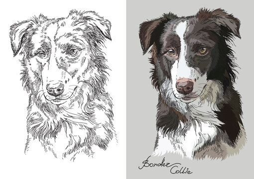Border Collie Sketch