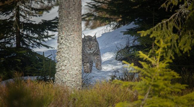 รูปภาพRys – เลือกดูภาพถ่ายสต็อก เวกเตอร์ และวิดีโอ158 | Adobe Stock