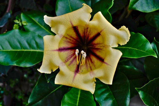 Deliriant Bilder – Durchsuchen 141 Archivfotos, Vektorgrafiken und ...