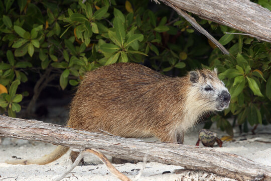 Jutia Bilder – Durchsuchen 228 Archivfotos, Vektorgrafiken und Videos ...