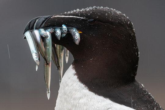 Inhospitable Images – Browse 116,615 Stock Photos, Vectors, and Video ...