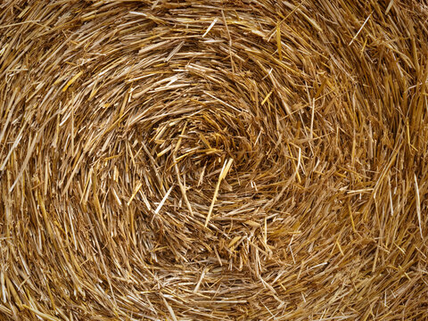 "Ballot De Paille" Images – Browse 366 Stock Photos, Vectors, and Video ...