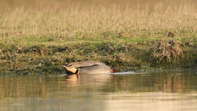 "Common Teal" Images – Browse 6,827 Stock Photos, Vectors, and Video ...