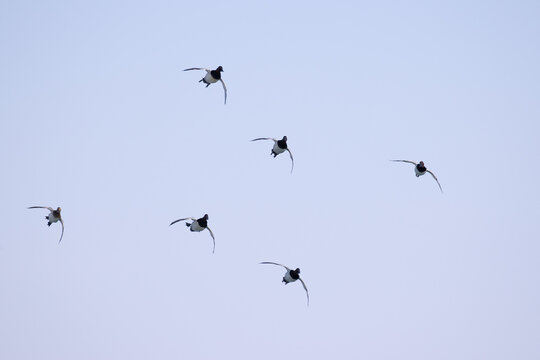 Mallards Cupped Up