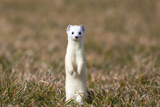 Mader-Bilder: Stock-Fotos & -Videos. | Adobe Stock