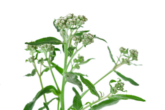 รูปภาพSaltbush – เลือกดูภาพถ่ายสต็อก เวกเตอร์ และวิดีโอ334 | Adobe Stock