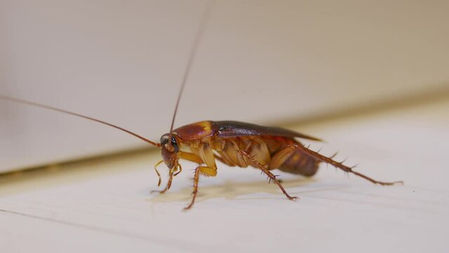 Cockroach 影像 – 瀏覽 48,700 個素材庫相片、向量圖和影片 | Adobe Stock