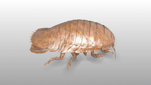 Isopod Images – Browse 1,601 Stock Photos, Vectors, and Video | Adobe Stock