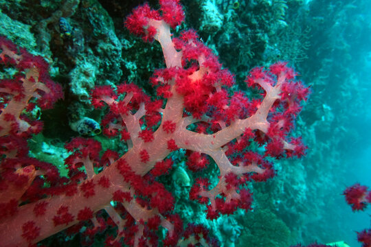 Dendronephthya 이미지 – 찾아보기 767 스톡 사진, 벡터 및 비디오 | Adobe Stock