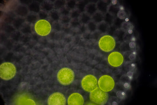 รูปภาพCharophyta – เลือกดูภาพถ่ายสต็อก เวกเตอร์ และวิดีโอ200 | Adobe Stock