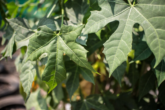 Chaya Bilder – Durchsuchen 1,241 Archivfotos, Vektorgrafiken und Videos ...