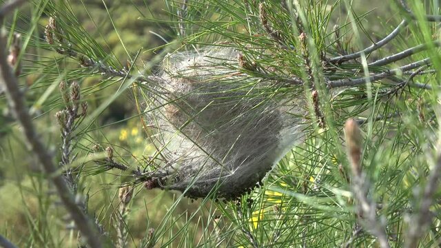 Frass 影像 – 瀏覽 620 個素材庫相片、向量圖和影片 | Adobe Stock