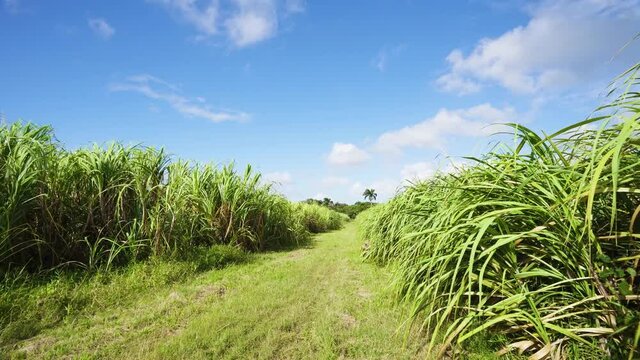 "Gmo Corn" Images – Browse 285 Stock Photos, Vectors, and Video | Adobe ...