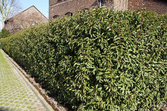 Lorbeerhecke Bilder – Durchsuchen 585 Archivfotos, Vektorgrafiken und ...