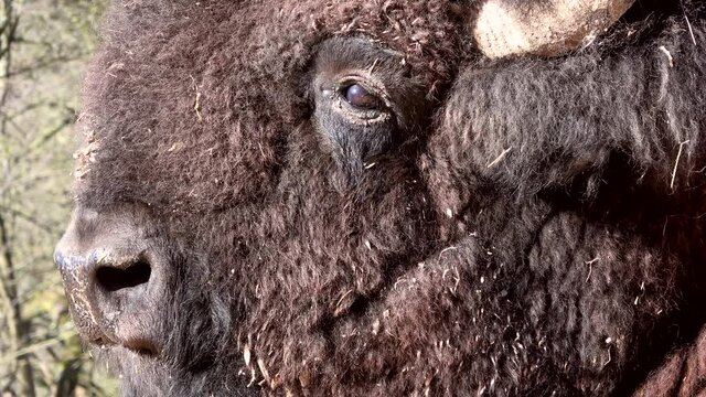 Bison Kopf Images – Browse 929 Stock Photos, Vectors, and Video | Adobe ... Bison Kopf Images – Browse 929 Stock Photos, Vectors, and Video | Adobe ...