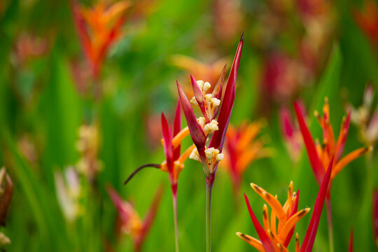 Doreen photos, images, assets | Adobe Stock