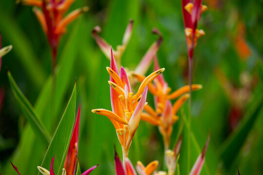 Doreen photos, images, assets | Adobe Stock