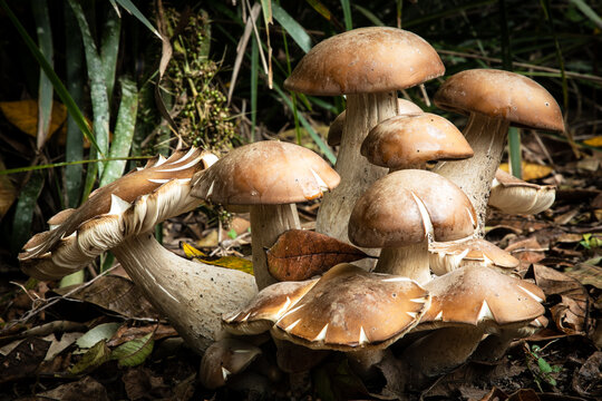 Toadstools Images – Browse 1,381,294 Stock Photos, Vectors, and Video ...