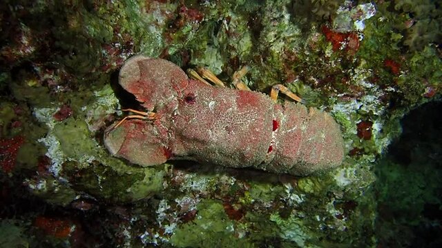 "Slipper Lobster" Images – Browse 379 Stock Photos, Vectors, and Video ...
