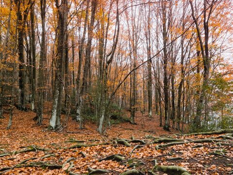 1,216 件の最適な Hayas 画像、ストック写真、ベクター | Adobe Stock