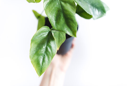 "Mini Monstera" Images – Browse 189 Stock Photos, Vectors, and Video ...