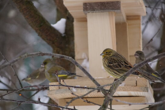 Trznadel 画像 - 参照 88 Stock 写真、ベクターおよびビデオ | Adobe Stock