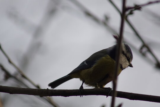 Modraszka Bilder – Durchsuchen 332 Archivfotos, Vektorgrafiken und ...