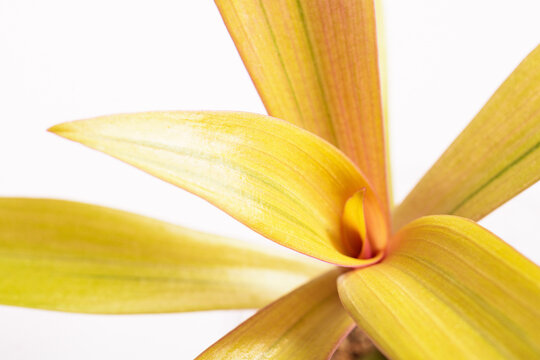 「Rhoeo」の写真素材 | 134件の無料イラスト画像 | Adobe Stock