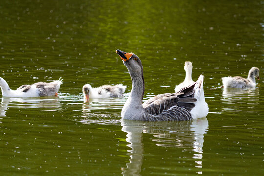 รูปภาพGanso – เลือกดูภาพถ่ายสต็อก เวกเตอร์ และวิดีโอ9,664 | Adobe Stock