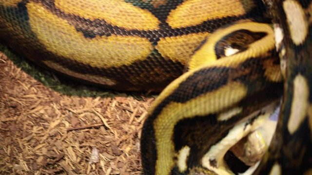 "Asiatic Reticulated Python" Images – Parcourir 1,695 le catalogue de ...