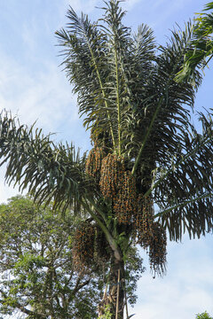 43 BEST Kaong IMAGES, STOCK PHOTOS & VECTORS | Adobe Stock