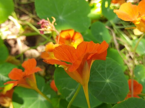 Nose-Tweaker Images – Browse 71 Stock Photos, Vectors, and Video ...