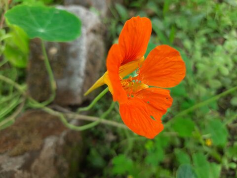 Nose-Tweaker Images – Browse 71 Stock Photos, Vectors, and Video ...