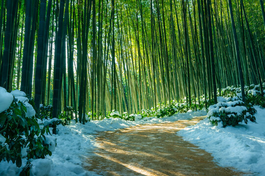 Bamboo Forest Winter Images – Browse 4,683 Stock Photos, Vectors, and ...