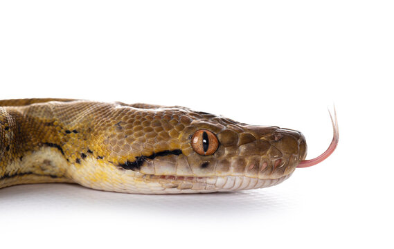 รูปภาพPython – เลือกดูภาพถ่ายสต็อก เวกเตอร์ และวิดีโอ95,693 | Adobe Stock