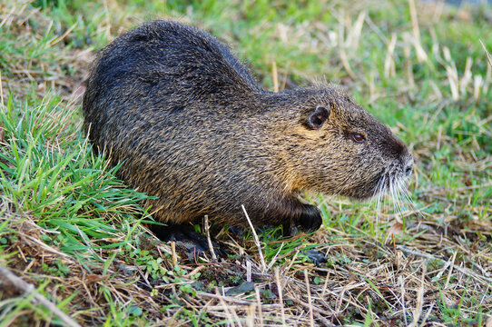 Coipu Bilder – Durchsuchen 13,875 Archivfotos, Vektorgrafiken und ...