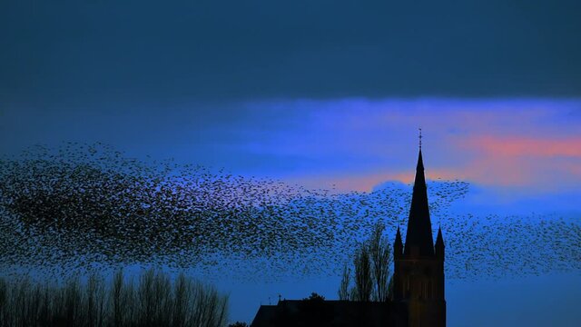 Starling In Flight Images – Browse 34,853 Stock Photos, Vectors, and ...