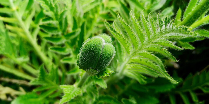 "Poppy Straw" Bilder – Durchsuchen 1,105 Archivfotos, Vektorgrafiken ...