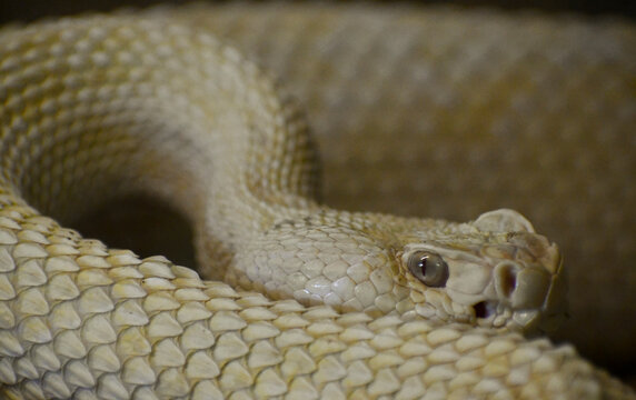 Albina Images – Browse 565 Stock Photos, Vectors, and Video | Adobe Stock