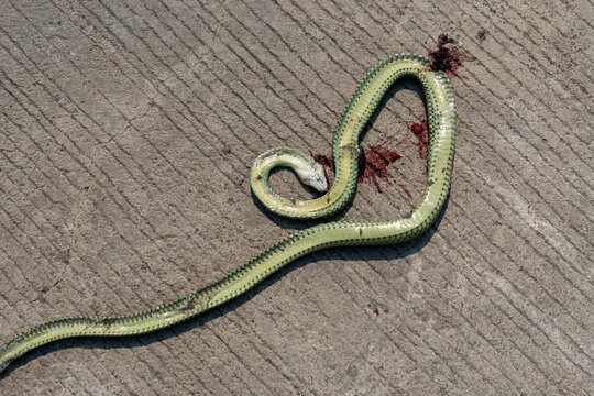 "Dead Snake"-Bilder: Stock-Fotos & -Videos. | Adobe Stock