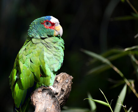 Imágenes de Cotorro: descubre bancos de fotos, ilustraciones, vectores ...