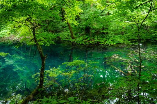 「白神山地」の画像 - 2,230 件の Stock 写真、ベクターおよびビデオ | Adobe Stock